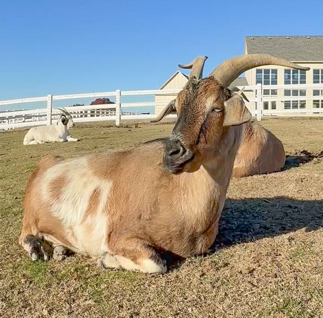 Caring for Roo's Heart – FHF Animal Sanctuary
