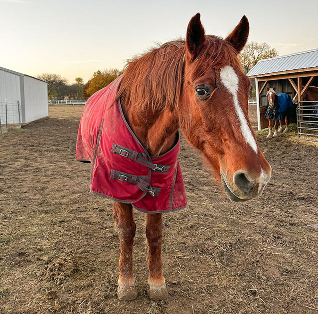 Yosemite Sam: New Year, New X-Ray – FHF Animal Sanctuary